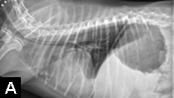 Nasoesophageal & Nasogastric Tube Placement | Clinician's Brief