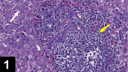 Feline Infectious Peritonitis [2014] | Clinician's Brief