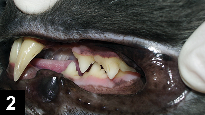 Occlusal Issues | Clinician's Brief