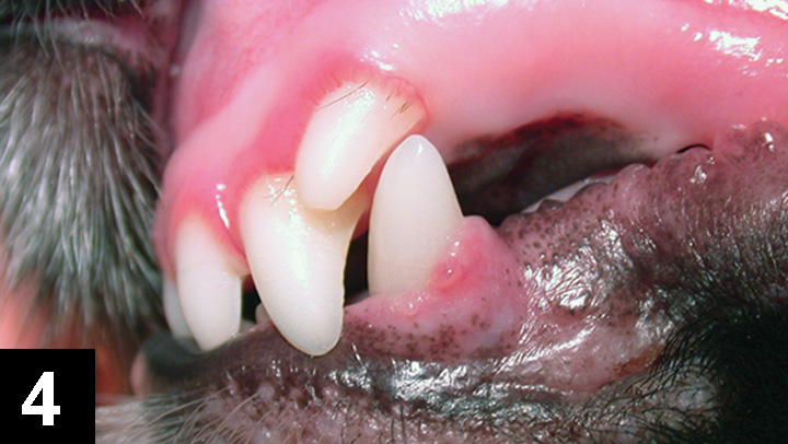 Occlusal Issues | Clinician's Brief