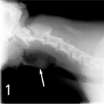 Postanesthesia Regurgitation in a Dog | Clinician's Brief