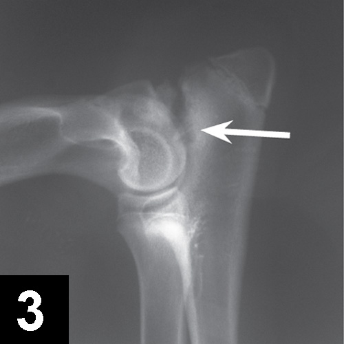 Top 5 Sun-Induced Skin Lesions in Dogs | Clinician's Brief