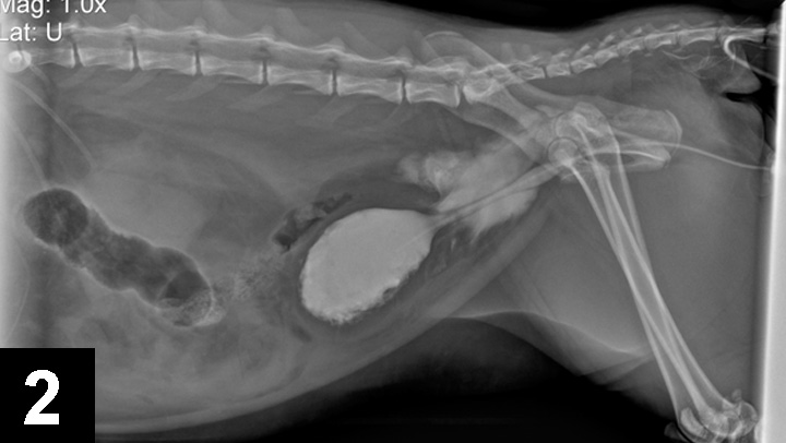 The Case: The â Complicatedâ Blocked Cat | Clinician's Brief