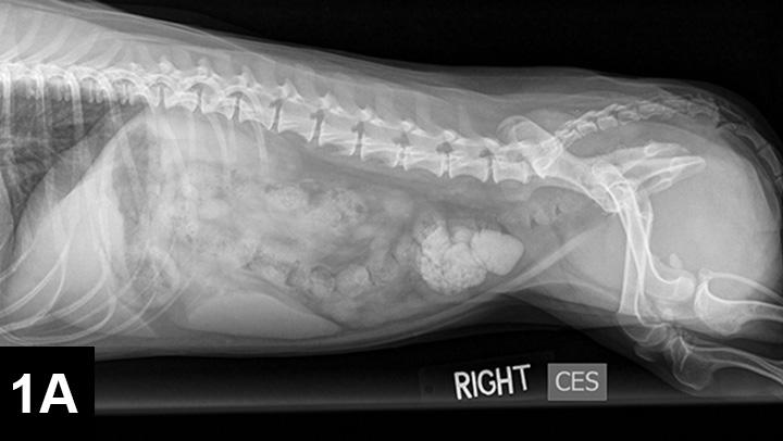 Struvite Urolithiasis | Clinician's Brief