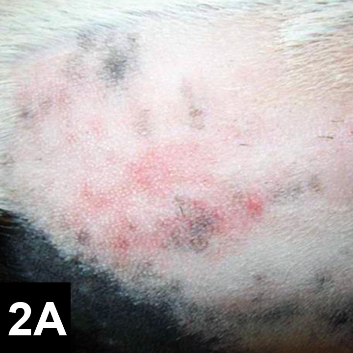 Blunt-Force Trauma & Suspected Animal Abuse | Clinician's Brief