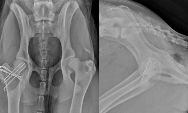 Physeal Fractures in Small Animals | Clinician's Brief