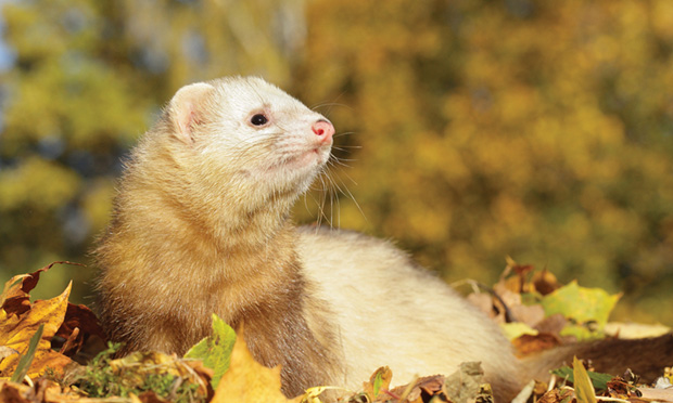 Research Note: New Hepatitis E Virus Cluster in U.S. Ferrets ...