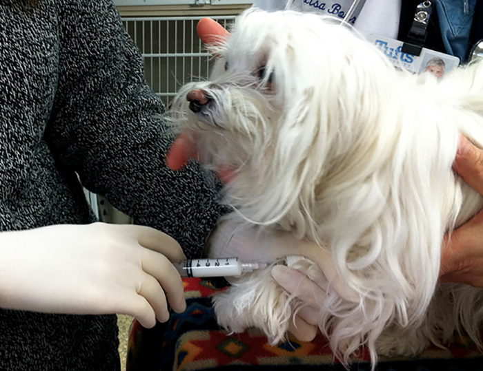 Transoral Tracheal & Transtracheal Airway Wash | Clinician's Brief