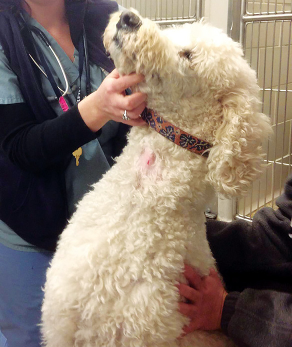 Transoral Tracheal & Transtracheal Airway Wash | Clinician's Brief