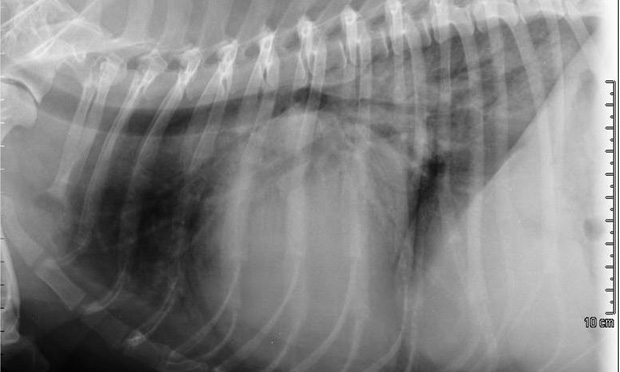 Chordae Tendineae Rupture in a Dog | Clinician's Brief