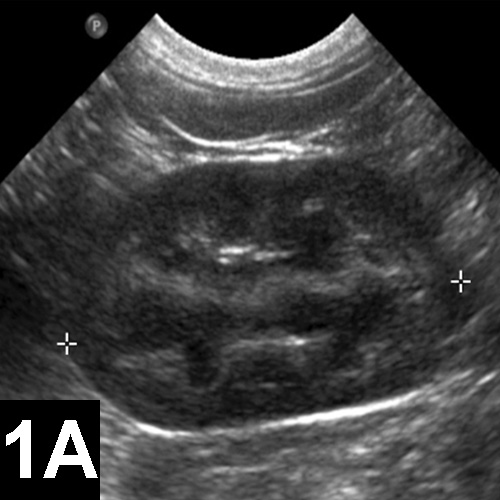 Stranguria & Hematuria in a Mature Dog | Clinician's Brief