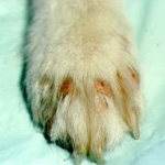 Canine Pododermatoses Challenge | Clinician's Brief