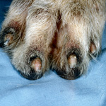 Canine Pododermatoses Challenge | Clinician's Brief