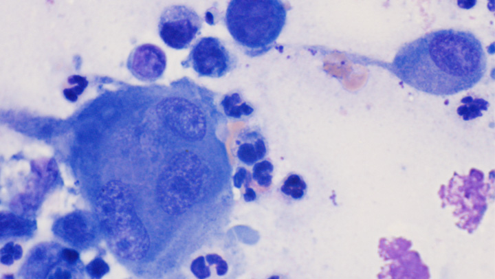 Tail Mass in a Dog | Clinician's Brief