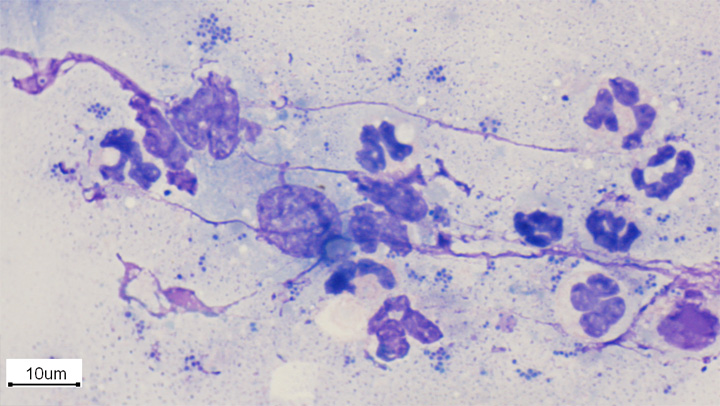 Tail Mass in a Dog | Clinician's Brief