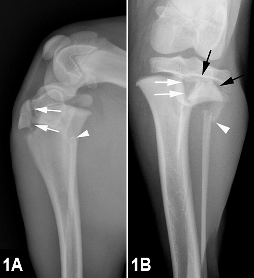 To Cut or Not To Cut: Tibial Fracture in a Puppy | Clinician's Brief