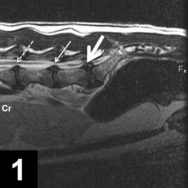 Ambulatory Paraparesis in a German Shepherd Dog | Clinician's Brief