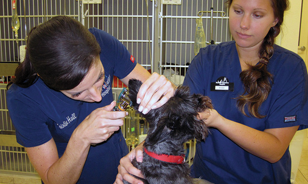 Physical Examination: The Cornerstone of Veterinary Medicine ...