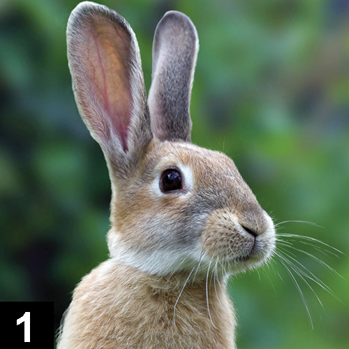 Malocclusion in the Rabbit | Clinician's Brief