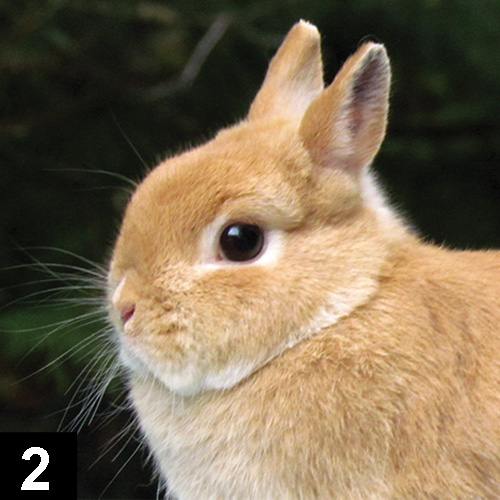 Malocclusion in the Rabbit | Clinician's Brief