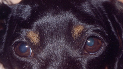 Exophthalmos in a Dog | Clinician's Brief