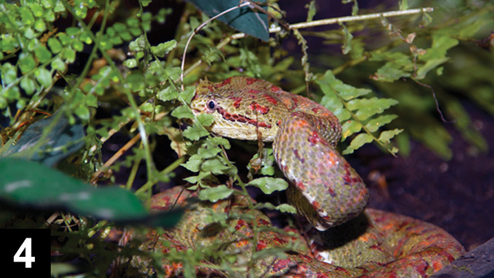 Environmental Enrichment for Reptiles | Clinician's Brief
