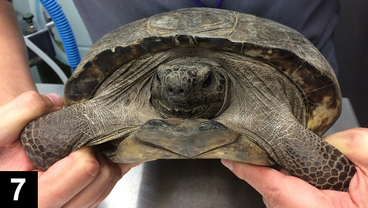 Reptile Restraint Techniques for Veterinary Technicians | Clinician's Brief