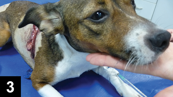 Injectable Anesthetics | Clinician's Brief