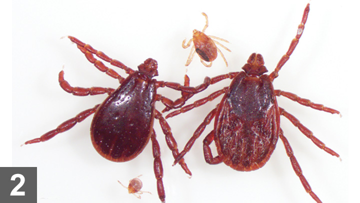 Managing Canine Tick Infestation | Clinician's Brief