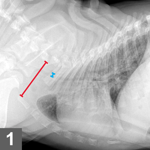 Perioperative Management of Brachycephalic Dogs | Clinician's Brief