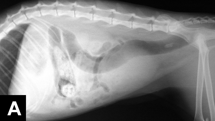 Dysuria in a Cat: Could It Be More? | Clinician's Brief