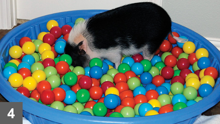 Environmental Enrichment for the Miniature Pet Pig | Clinician's Brief
