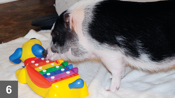Environmental Enrichment for the Miniature Pet Pig | Clinician's Brief
