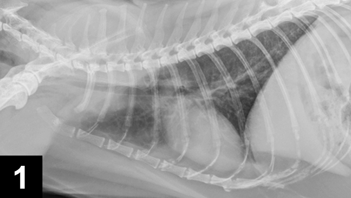 Feline Tracheal Tumors: Uncommon or Overlooked? | Clinician's Brief