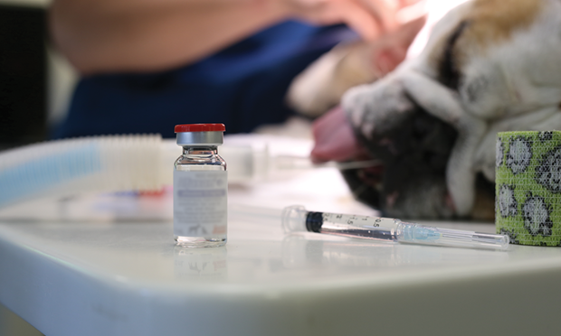 Reintroduced Anesthetic Alfaxalone | Clinician's Brief