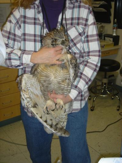 Avian Venipuncture | Clinician's Brief