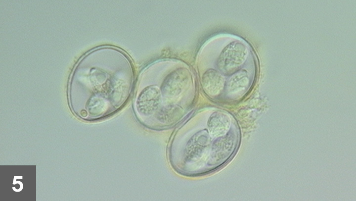 Parasites of Backyard Chickens | Clinician's Brief