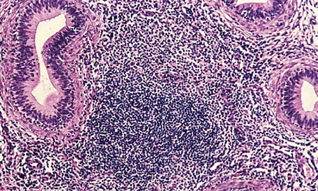 Reduced Fertility & Epididymitis in a Dog | Clinician's Brief