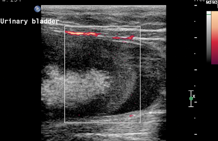 Urethral Blockage in a Male Cat: Much More Than Expected | Clinician's ...