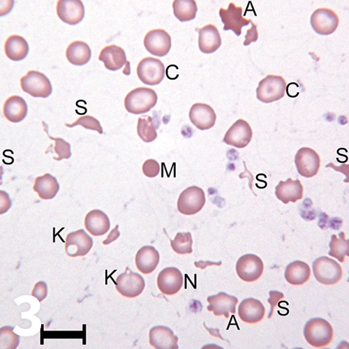Newfoundland With Dermatologic Disease & Osteoarthritis | Clinician's Brief