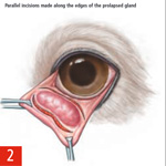 Managing and Treating Cherry Eye | Clinician's Brief