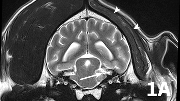 Top 5 Peripheral Cranial Nerve Lesions in Dogs & Cats | Clinician's Brief