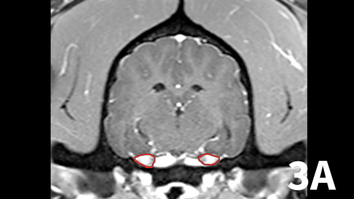 Top 5 Peripheral Cranial Nerve Lesions in Dogs & Cats | Clinician's Brief