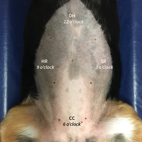 Abdominal Focused Assessment with Sonography for Trauma | Clinician's Brief