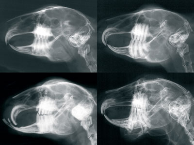 Brief Overview of Dental Disease in Pet Rabbits | Clinician's Brief