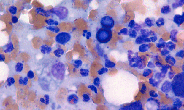 Common Masses in Dogs & Cats | Clinician's Brief