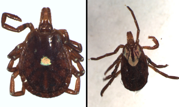Practical Guide to Tick-Borne Disease | Clinician's Brief