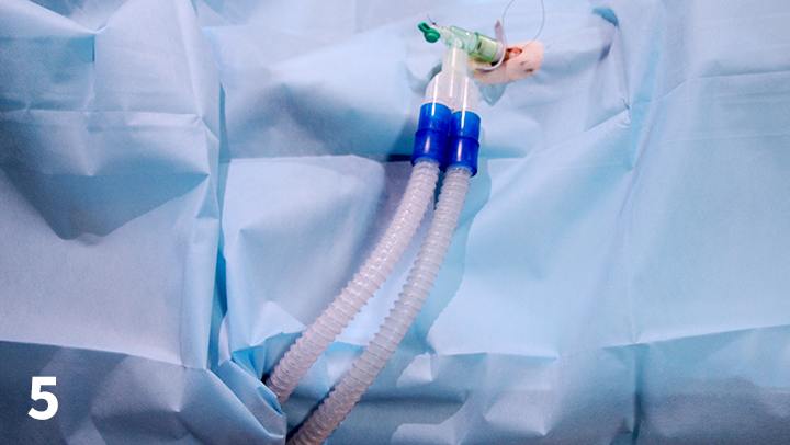 Temporary Tracheostomy in Dogs | Clinician's Brief