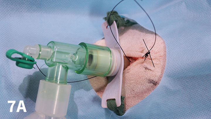 Temporary Tracheostomy in Dogs | Clinician's Brief