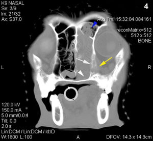Nasal Discharge in a Dog | Clinician's Brief